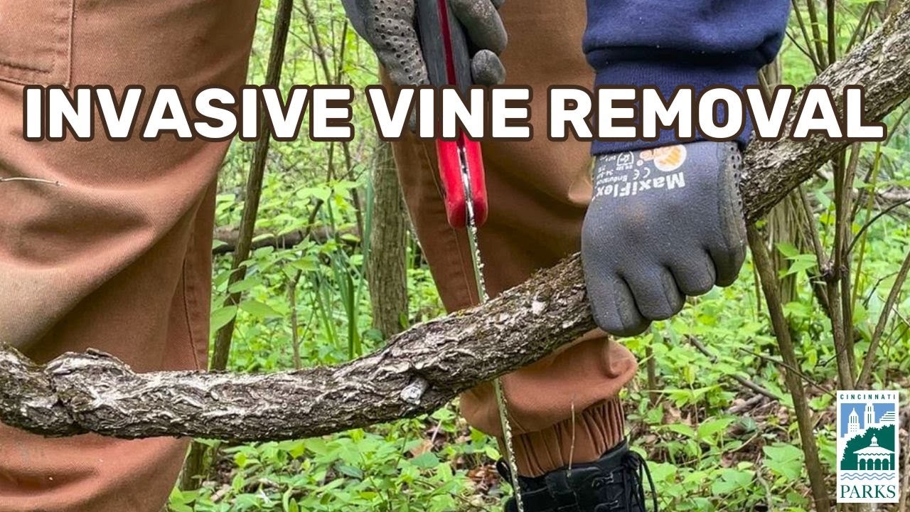 How To Invasive Vine Removal Cincy Parks Youtube