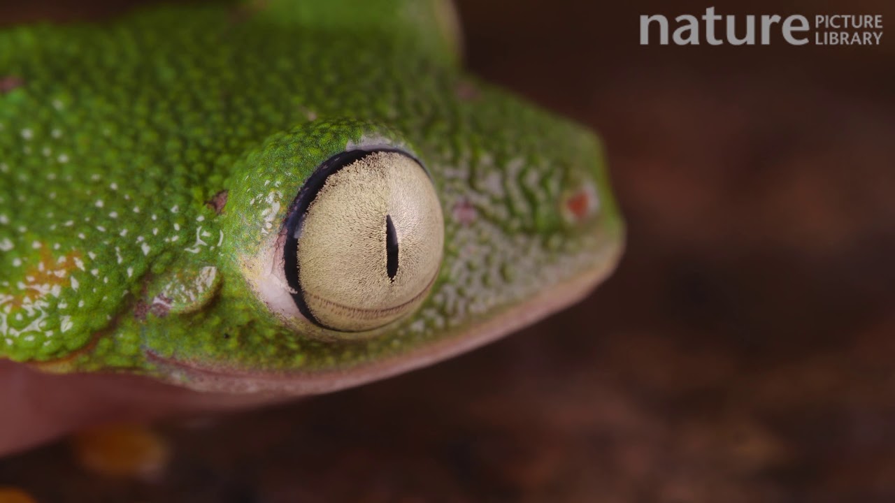 Leaf Frog Blinking Its Eyes Amazon Rainforest Orellana Province