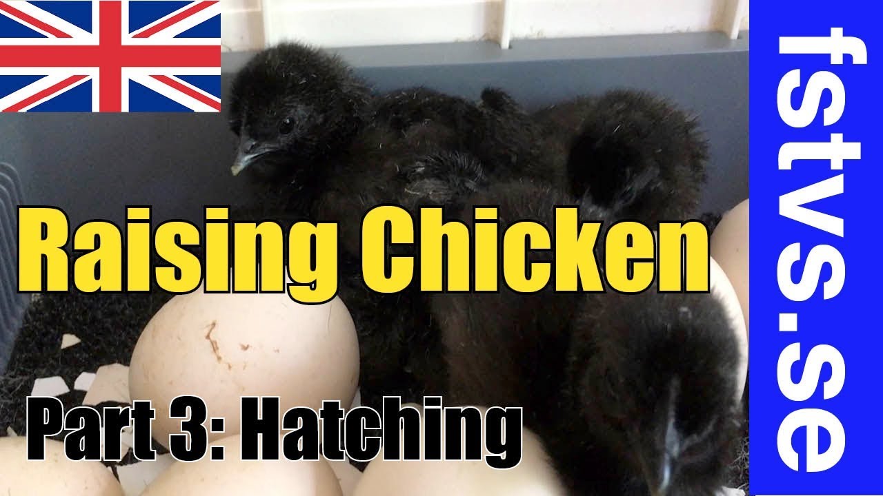 Hatching Youtube
