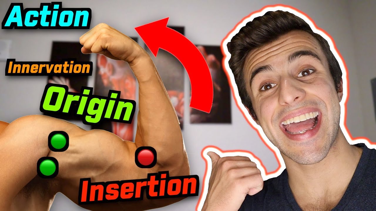 Origin Insertion Action And Innervation Made Easy Youtube