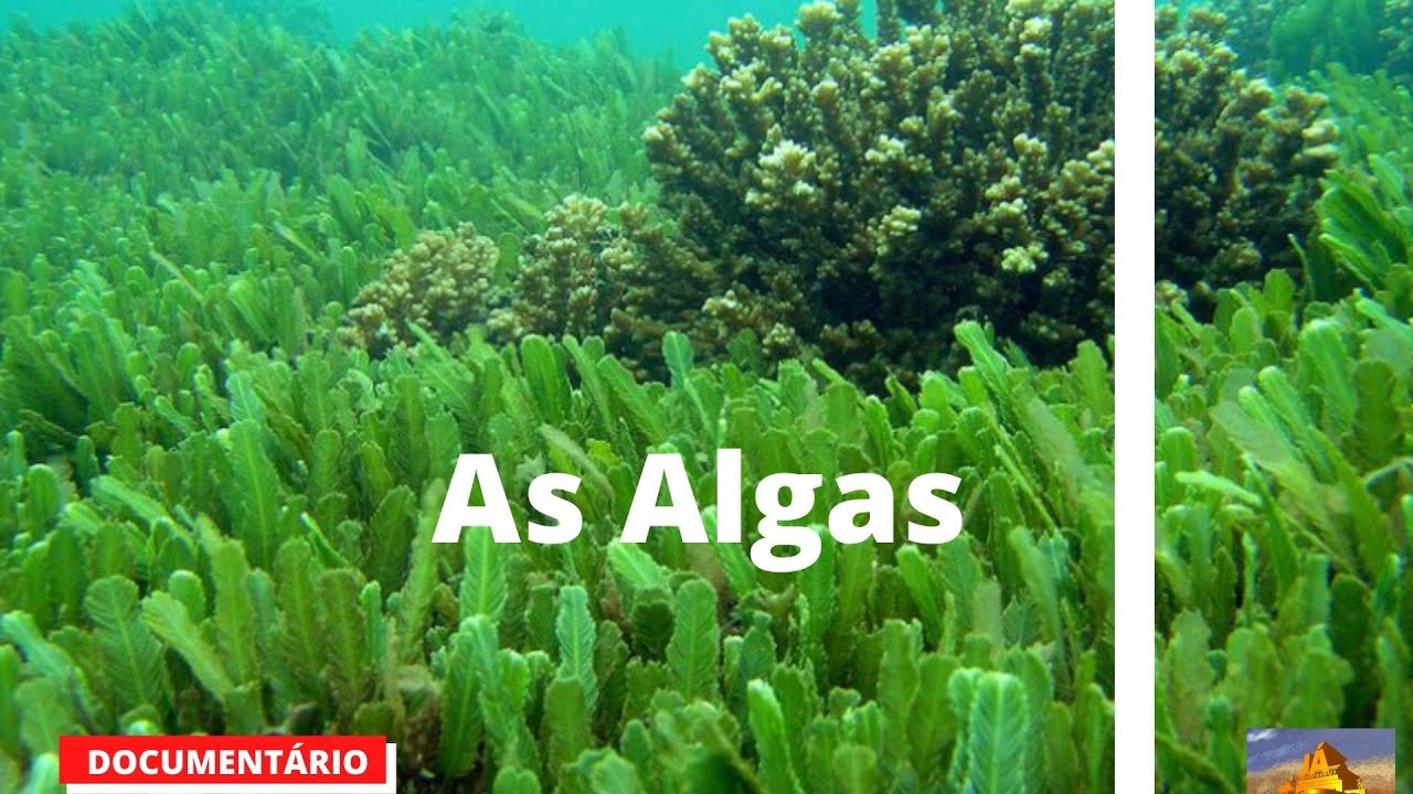 Documentário As Algas Youtube