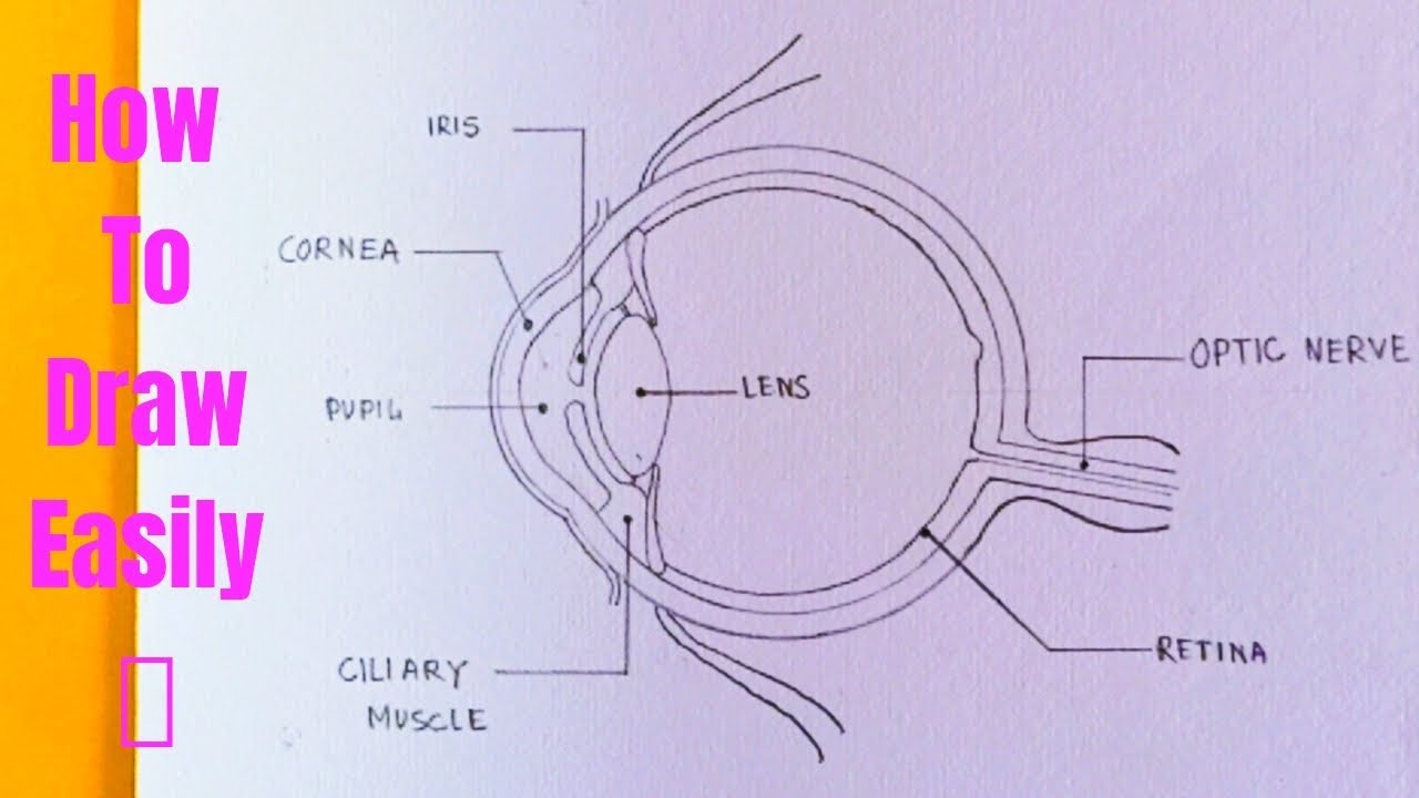How To Draw Human Eye Structure