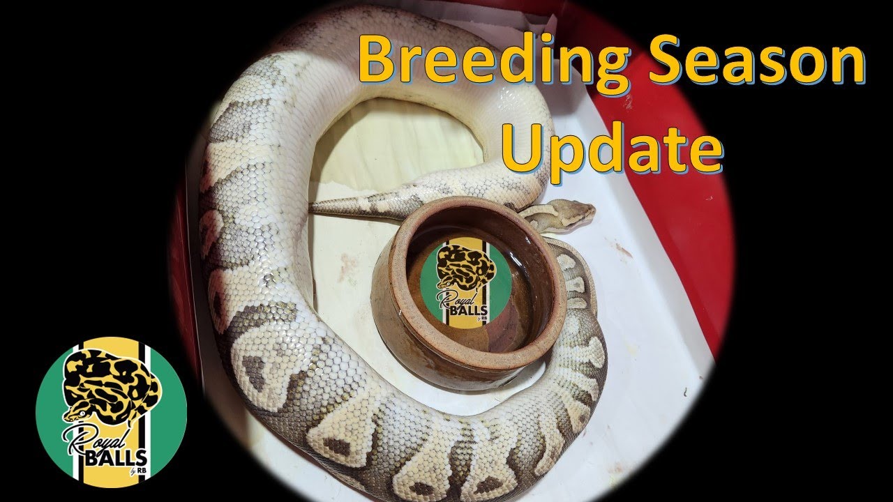 Breeding Ball Pythons Breeding 2023 Update Youtube