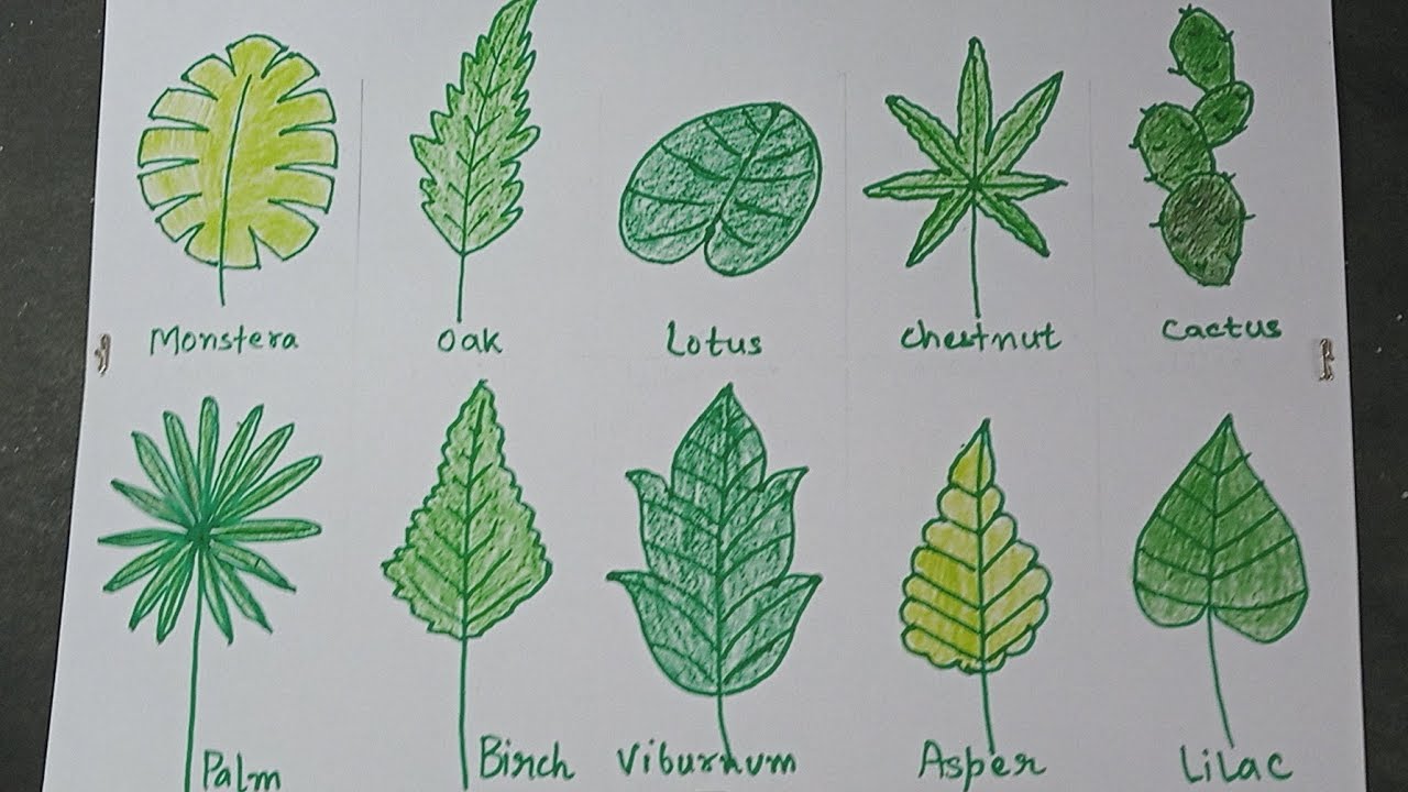5 Different Types Of Leaves Drawing Design Talk