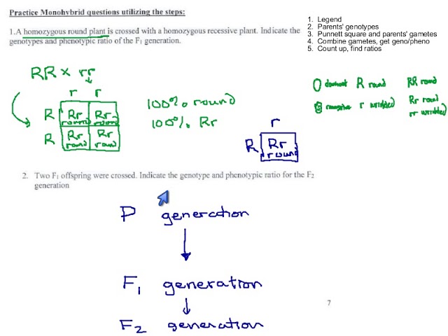 Monohybrid Cross Problems Monohybrid Cross Problem Set Pdf Foreign