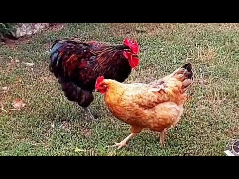 Two Energetic Roosters Which One Is The Main One Youtube