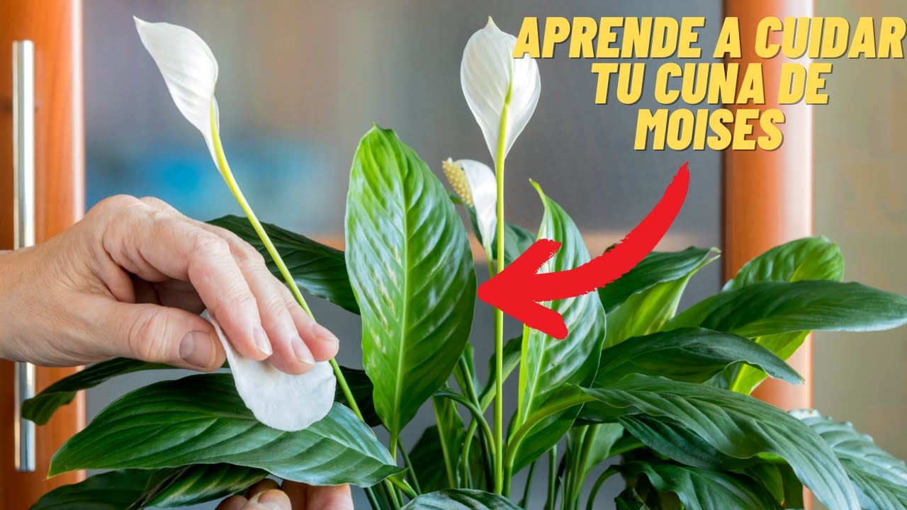 Como Salvar Cuna De Moises Para Que Nunca Se Te Muera Youtube
