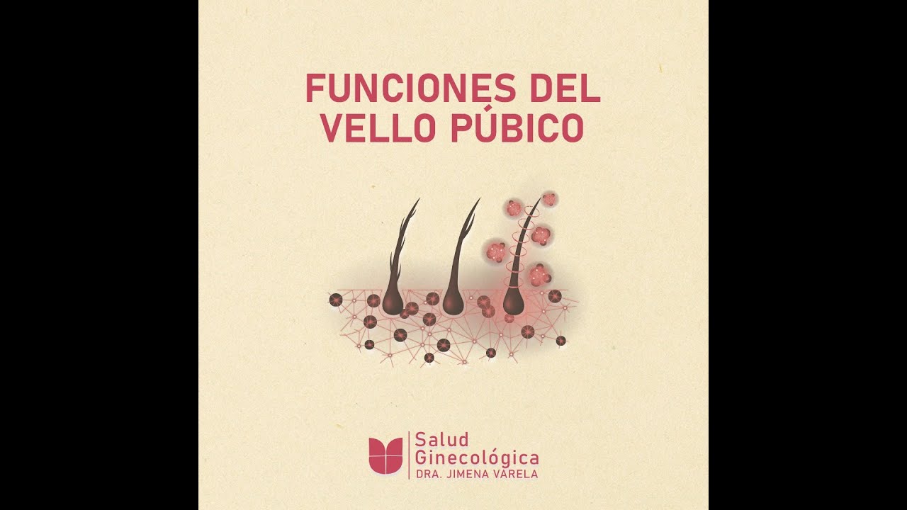 Funciones Del Vello Púbico Youtube