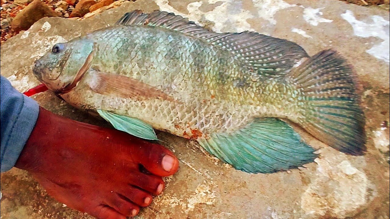 Can Tilapia Eat Worms At Jesse Sauers Blog
