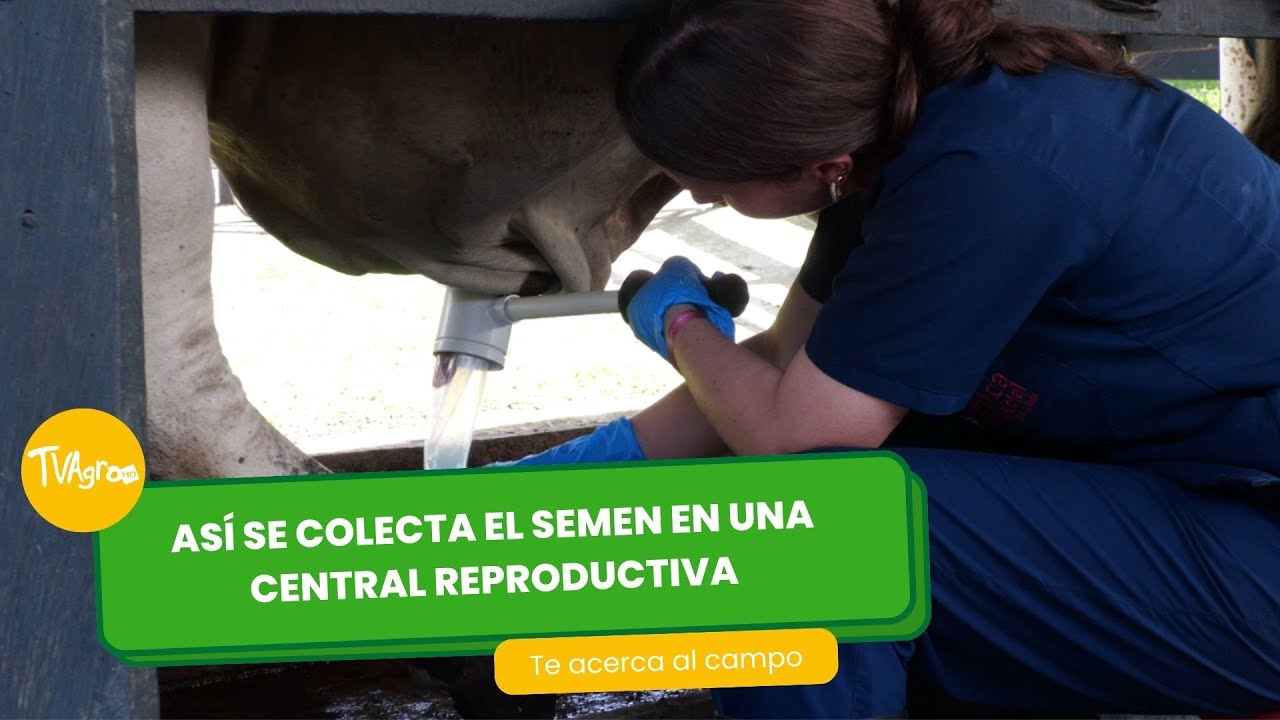 Así Se Colecta El Semen En Una Central Reproductiva Tvagro Por Juan