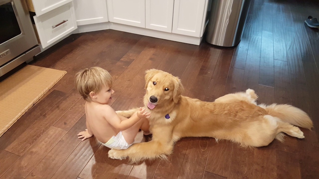 Toddler Playing With Golden Retriever Youtube