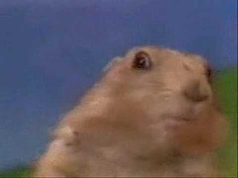 Surprised Gopher
