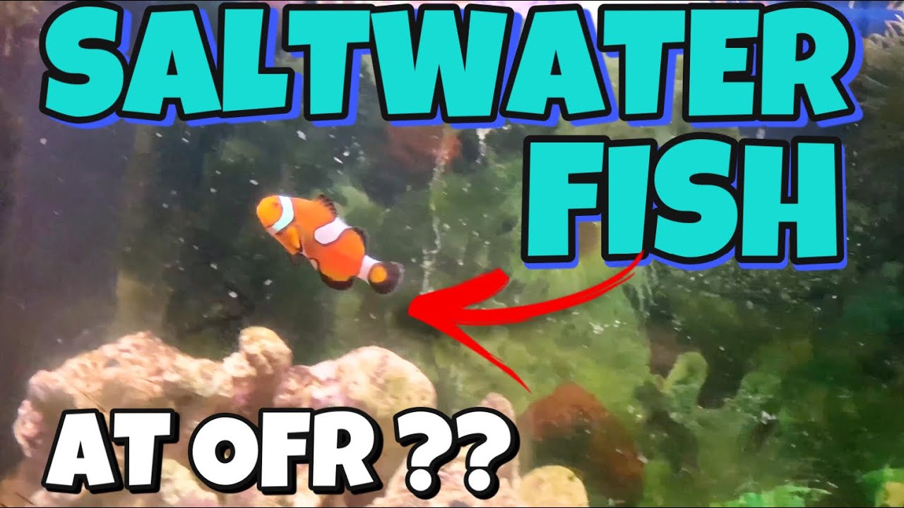 Saltwater Fish Rescue Youtube