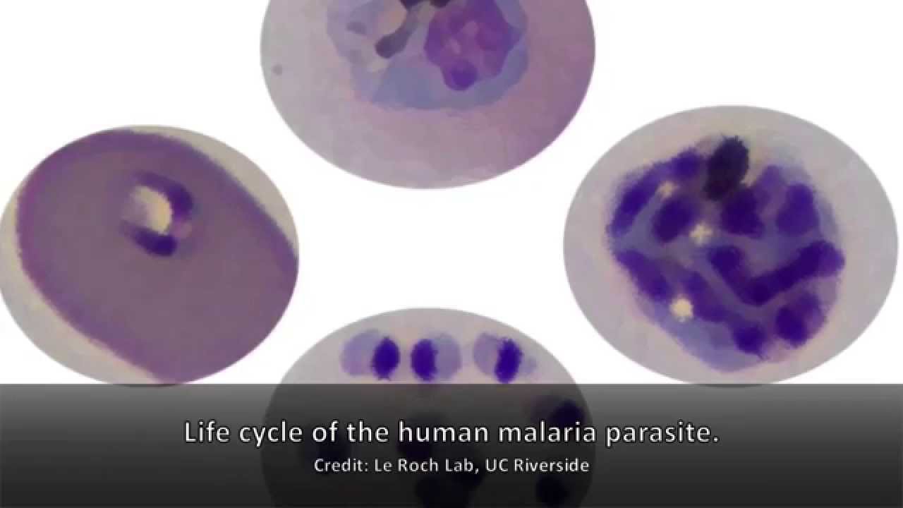 Scientists Generate 3d Structure For The Malaria Parasite Genome Youtube
