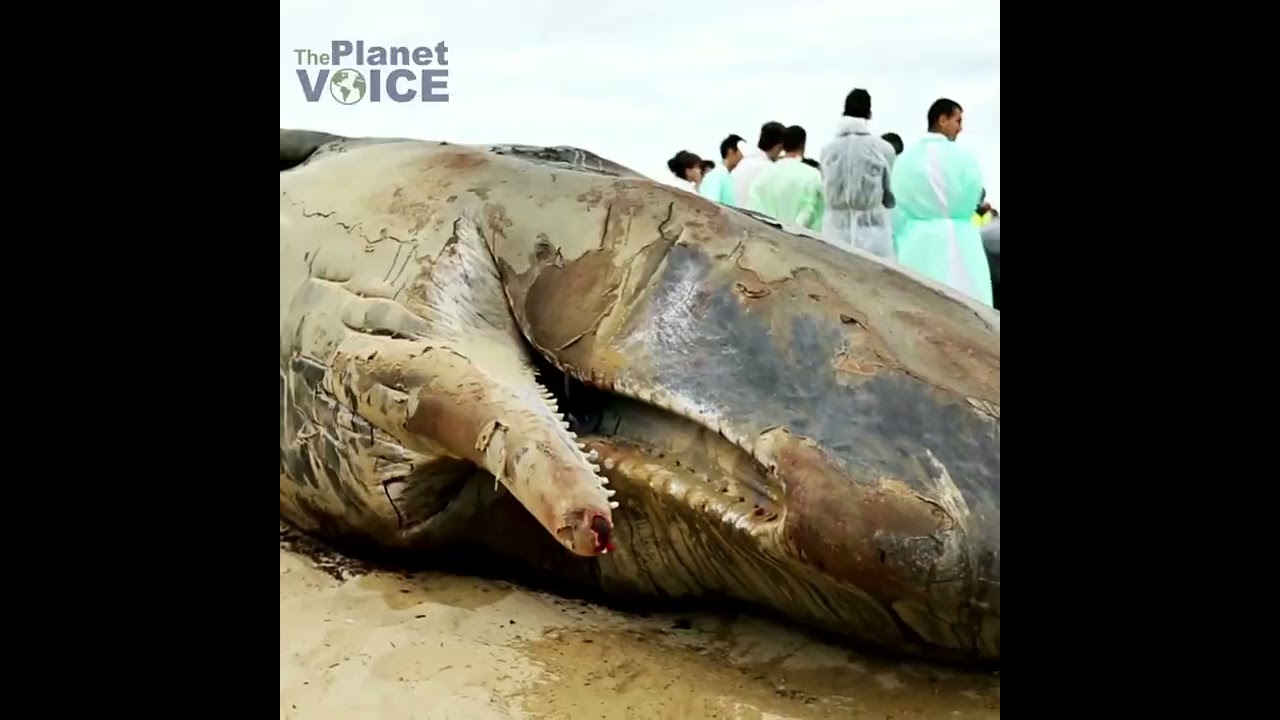 Whale Youtube