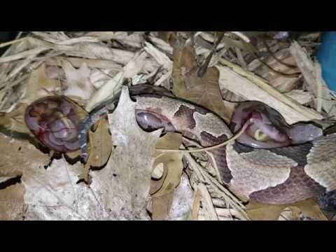 Copperhead Birth With Two Others Youtube