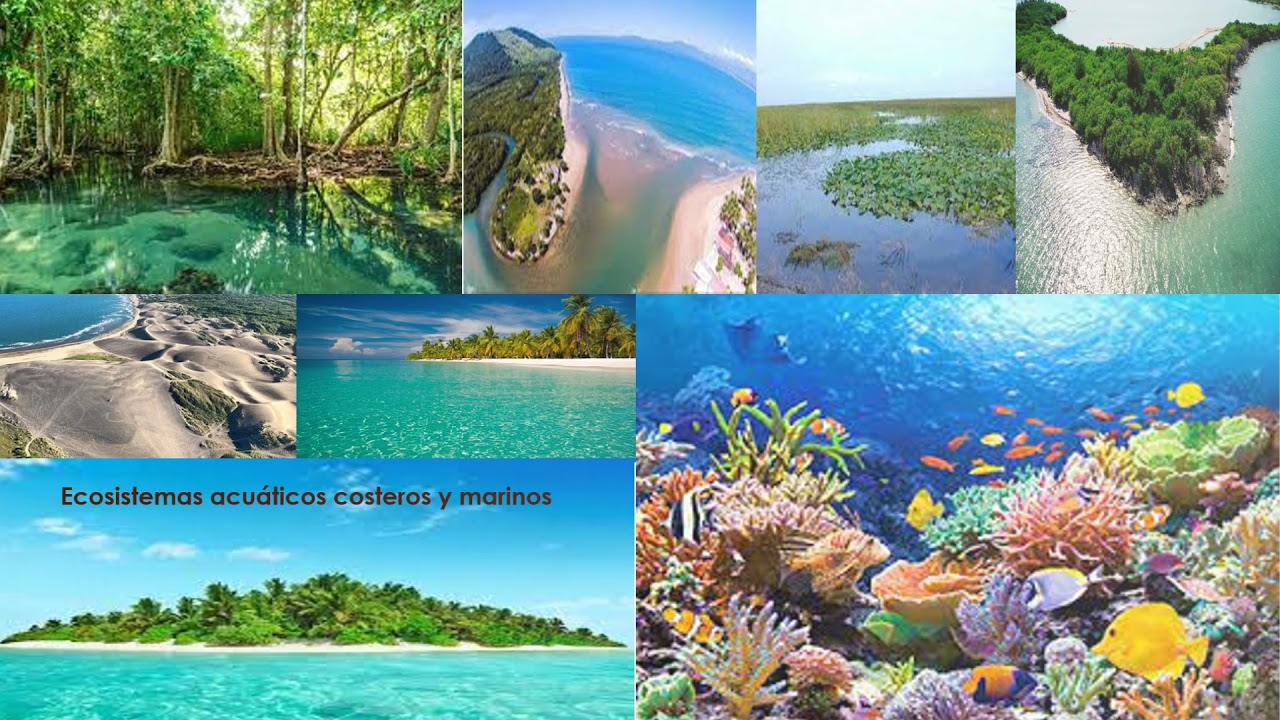 Ecosistemas De Mexico Biodiversidad En México By Sandra Alvarez