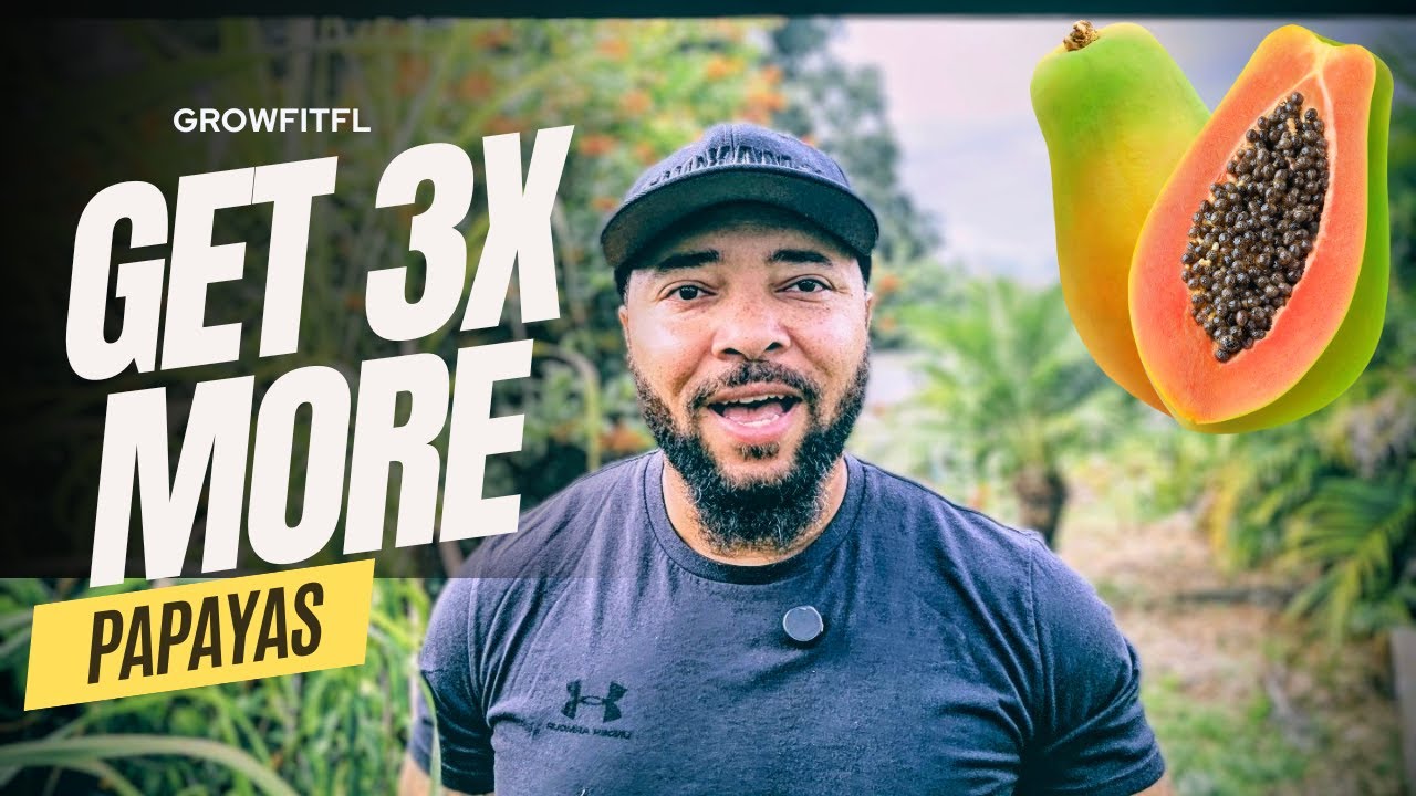 How To Grow Papayas Florida Backyard Method Youtube