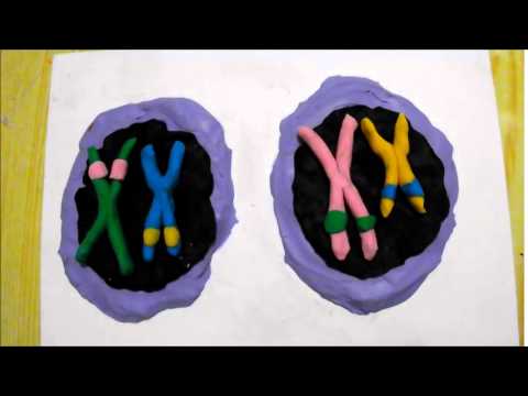 Meiosis Youtube