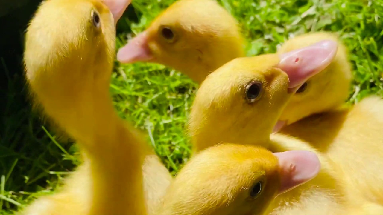 Cute Baby Ducklings First Bath Time Youtube