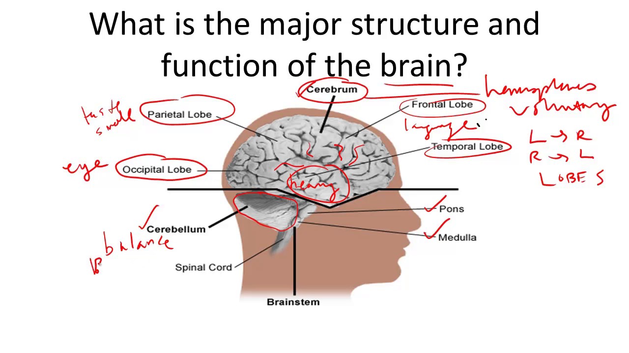 Brain Structure And Function Youtube
