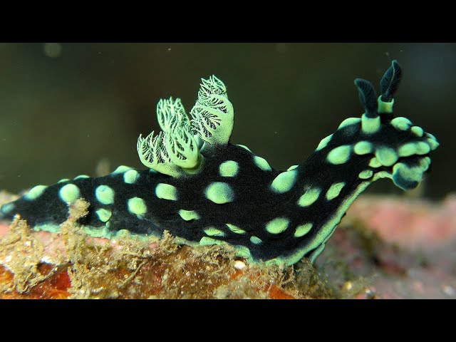 Nudibranch Sea Slug