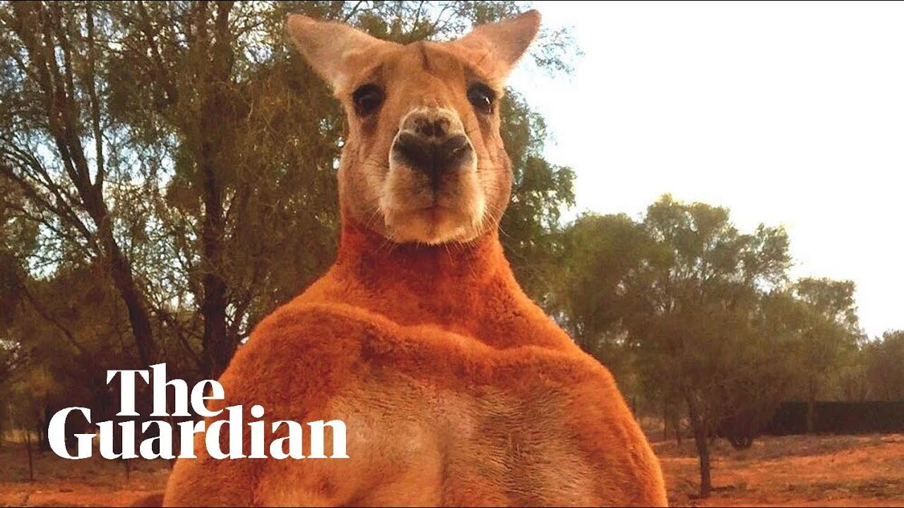 Remembering Roger The Ripped Kangaroo Youtube