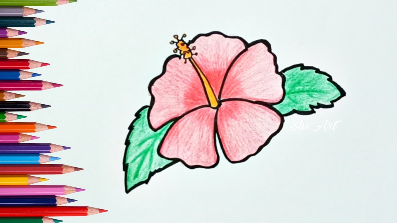 Cara Menggambar Bunga Kembang Sepatu How To Draw A Hibiscus Flower