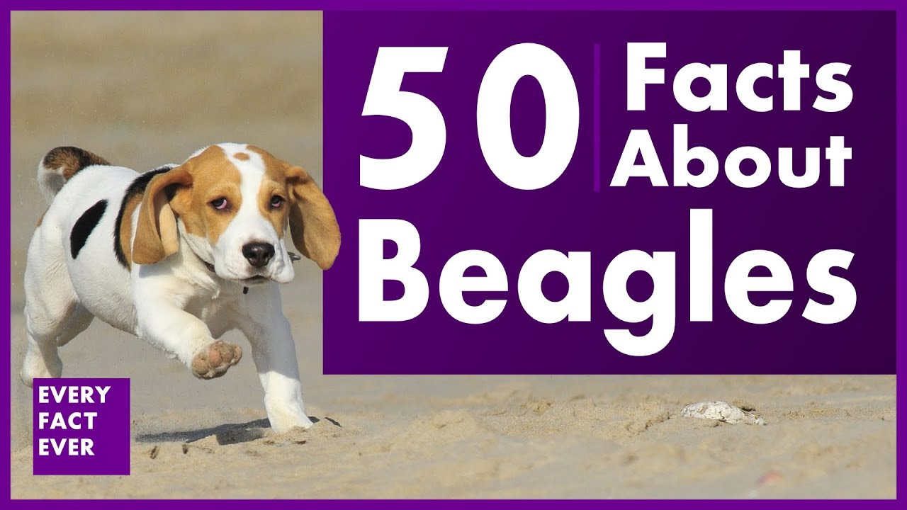 50 Facts About Beagles Youtube