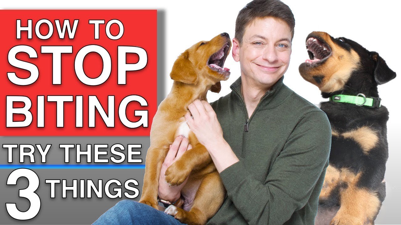 How To Train Your Puppy To Stop Biting You 3 Proven Techniques That