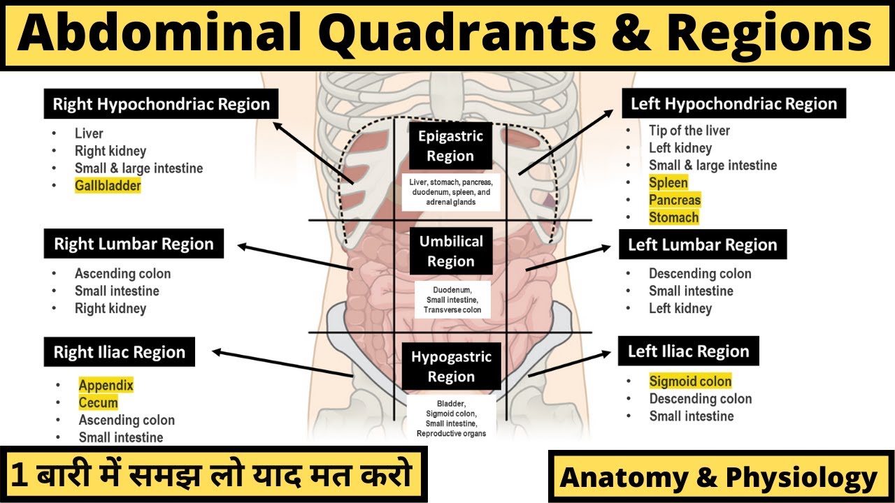 Four Abdominal Quadrants And Nine Abdominal Regions 9 Abdominal