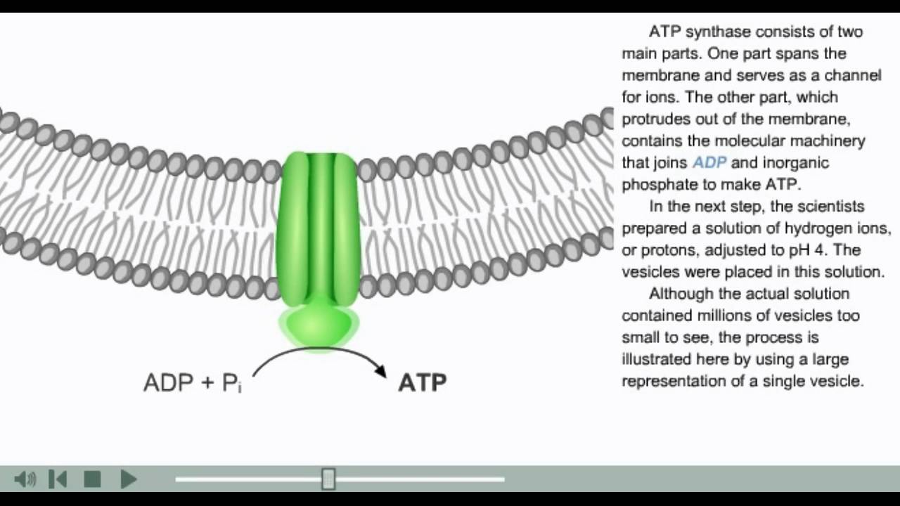 Animacao Atp Sintase Harvard Atp Synthesis Hhmi Biointeractive Video