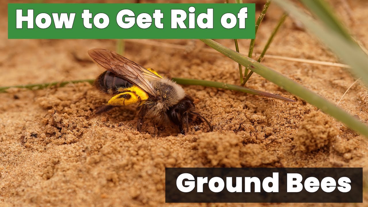 Get Rid Of Ground Bees Fast With These Proven Methods Youtube