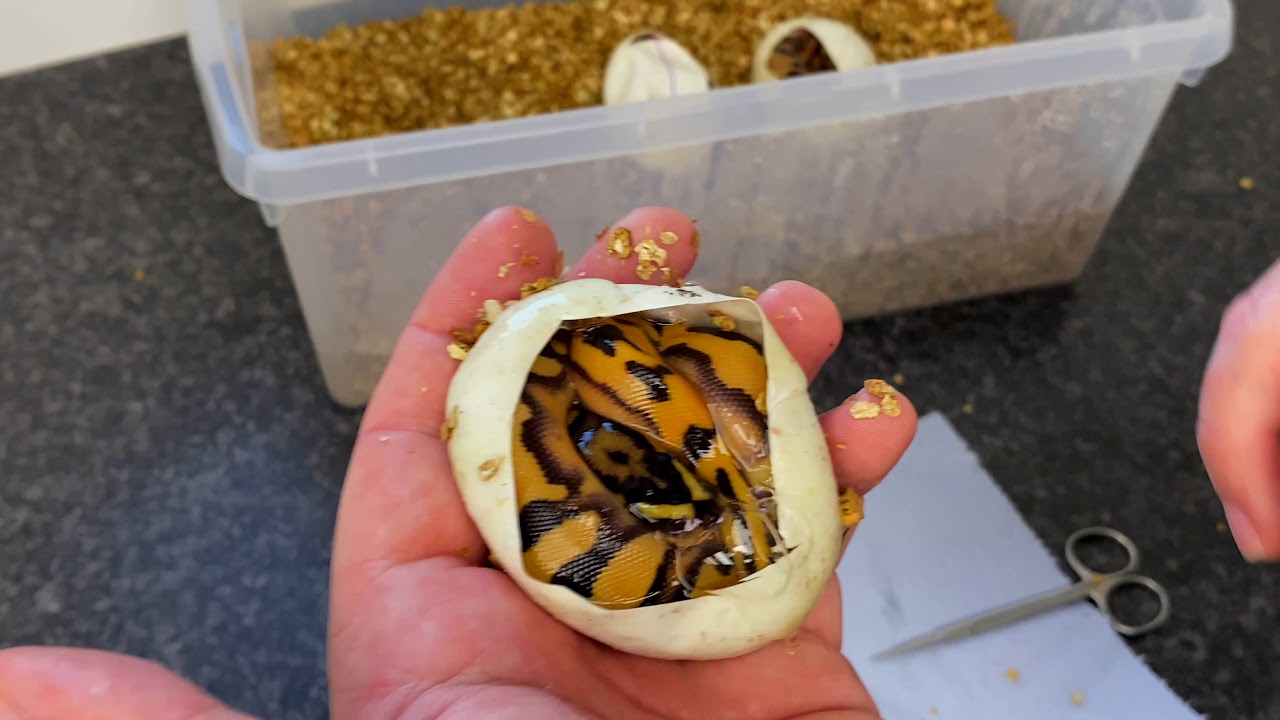 Ball Python Egg Cutting Amazing Clutch Youtube