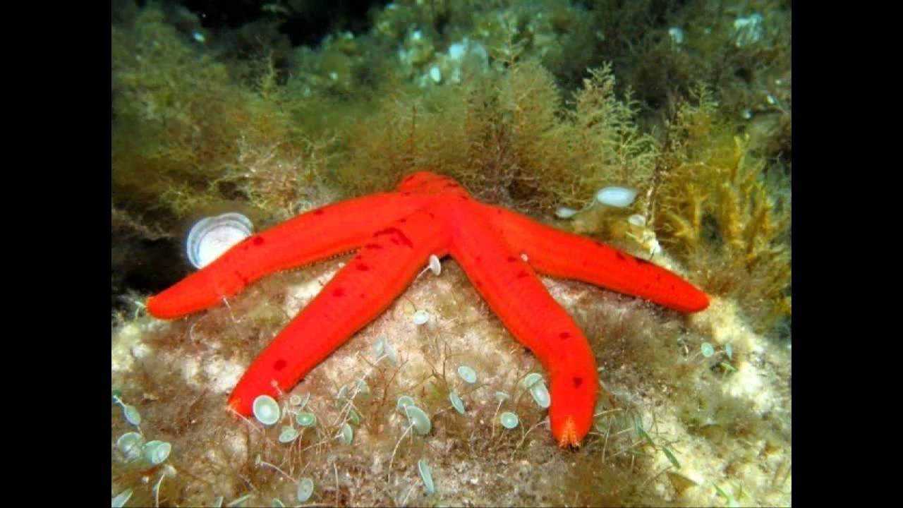 Grupi Dukatit Youtube