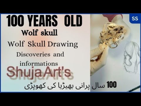 How To Draw A Wolf Skull Step By Step Animals Easy Tutorial