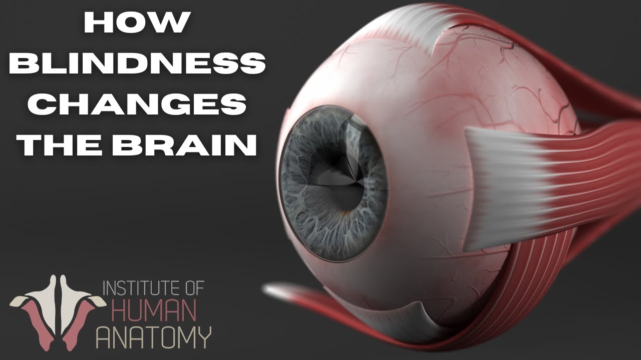 How The Brain Responds To Blindness Youtube
