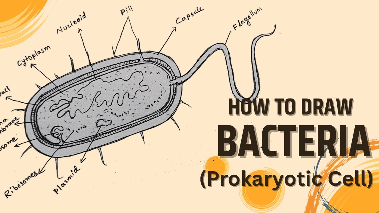 How To Draw Prokaryotic Cell Bacteria Bacteriophage Drawing Step By
