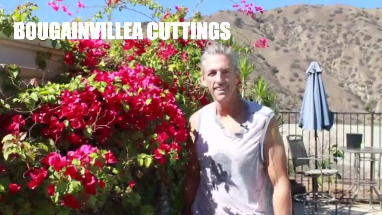 Bougainvillea Cuttings Youtube