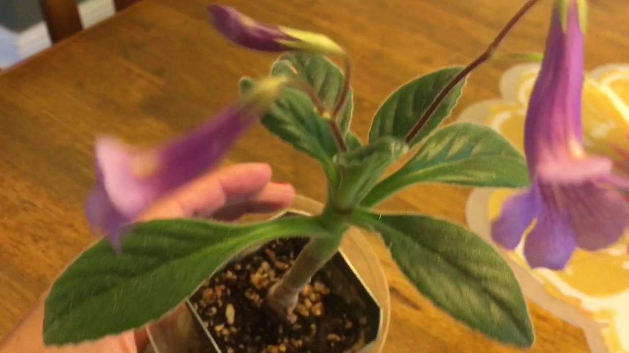 Primulina Kazu Update Youtube