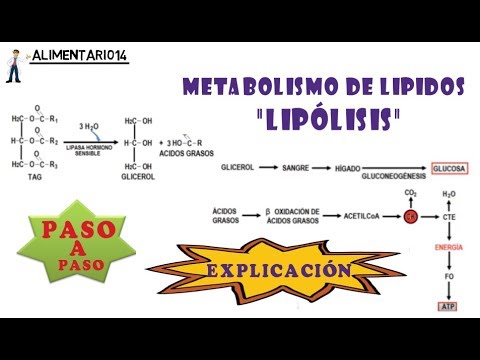 Lipólisis Metabolismo De Lípidos Explicación Vídeos Educativos