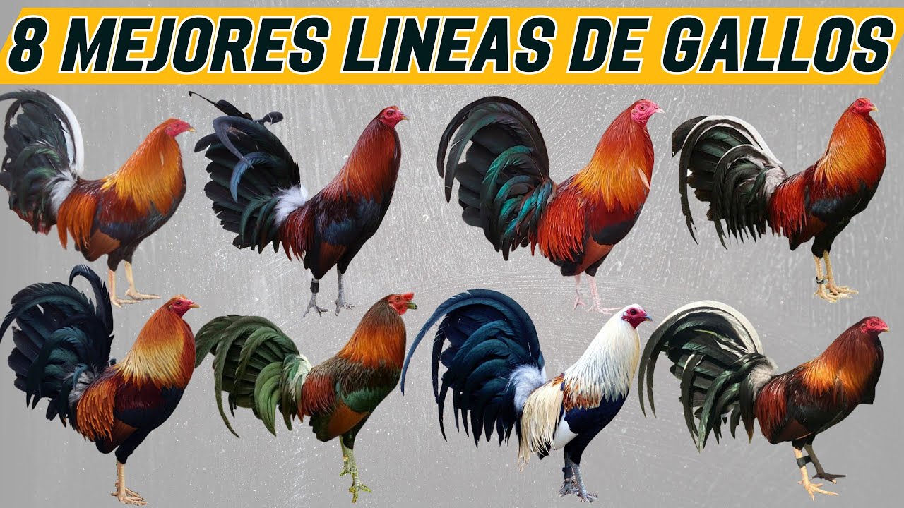 Razas De Gallos De Pelea Las 13 Mejores Razas De Gallos De Pelea
