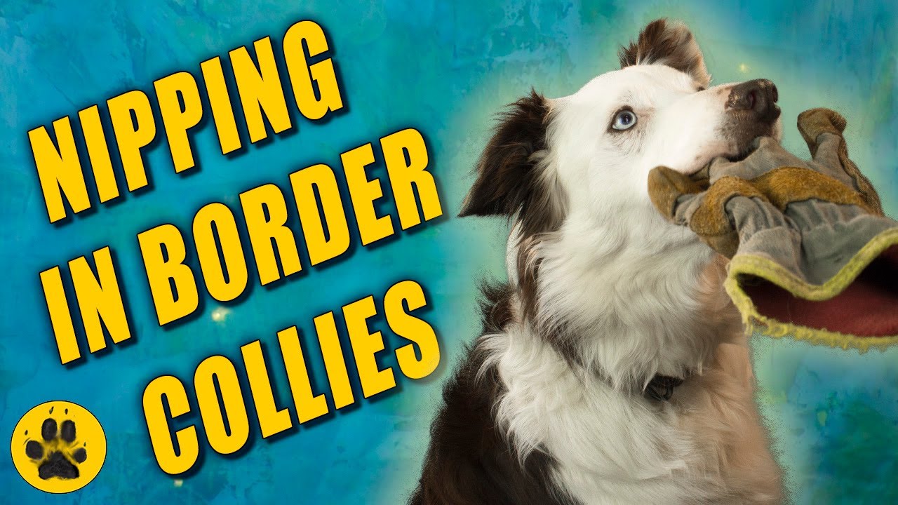 How To Stop Border Collie From Nipping