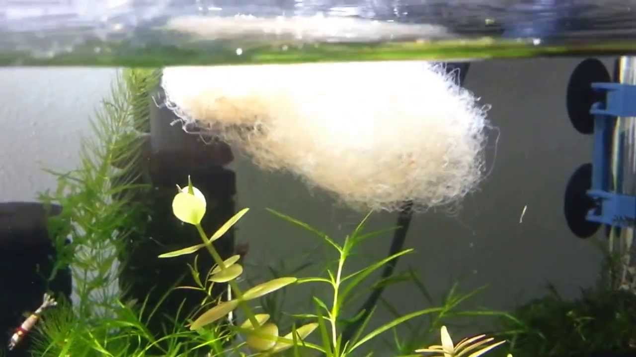 Artificially Hatching Crystal Red Shrimp Eggs Youtube
