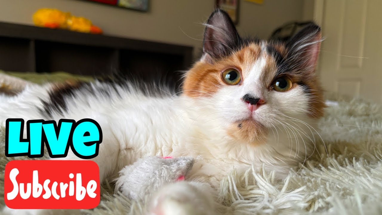 Tgif Friday Fluff Live Stream Youtube