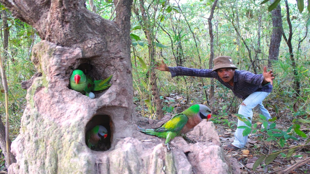 A Man Walking In The Forest Looking For Snails Found Two Parrots In A