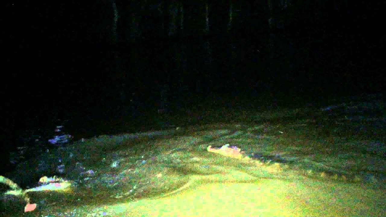 New Orleans Night Swamp Tour Youtube