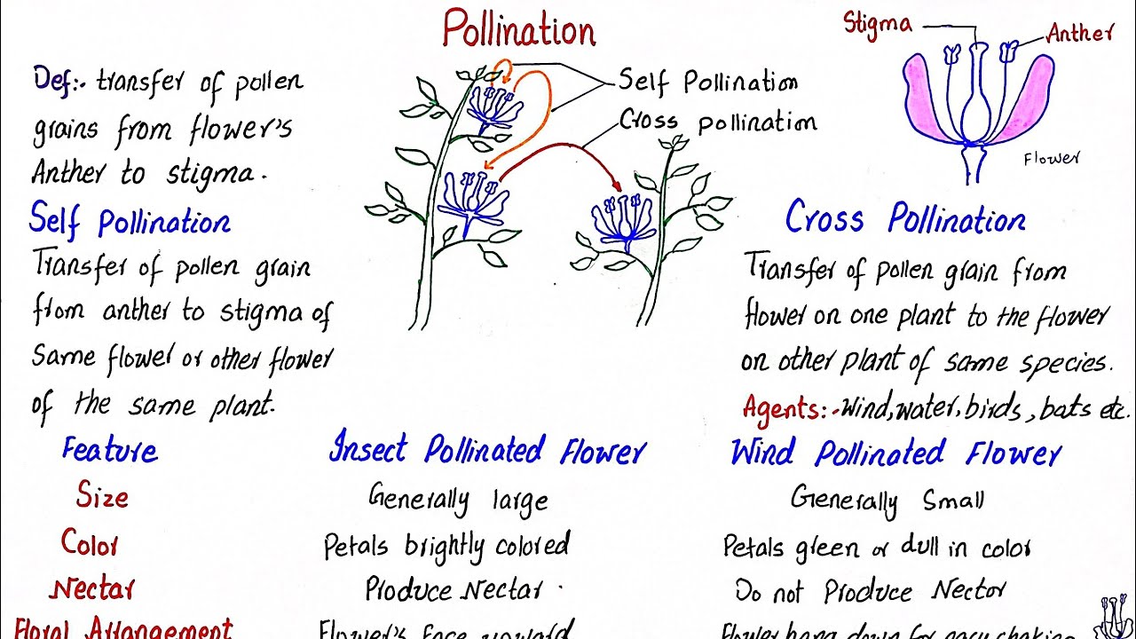 Cross Pollination Self Pollination Difference