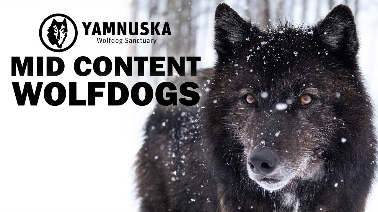 Mid Content Wolfdog