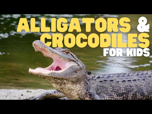 Alligators And Crocodiles For Kids Learn About These Powerful